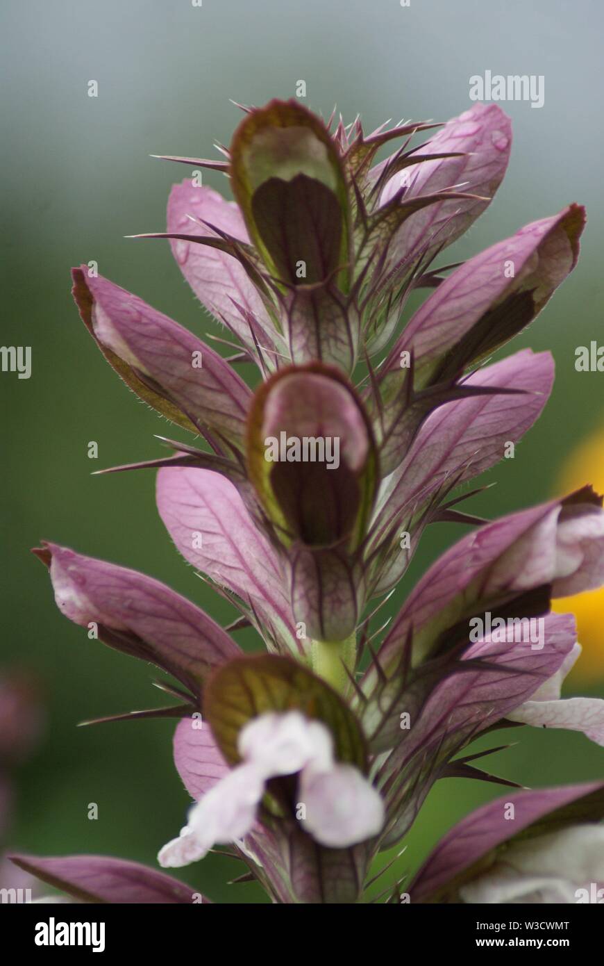 Compound flower hi-res stock photography and images - Alamy