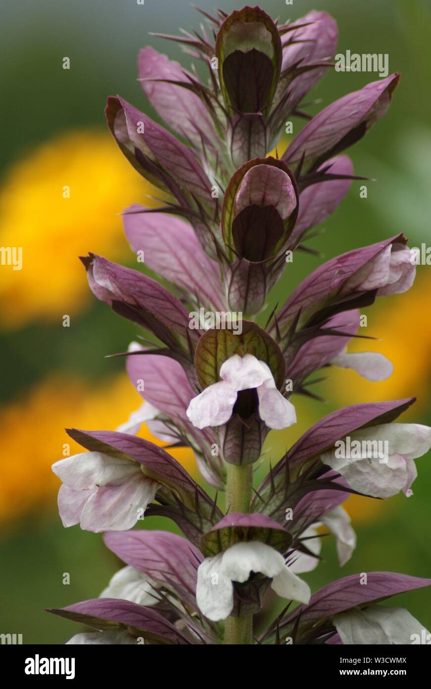 Rosette flower hi-res stock photography and images - Alamy