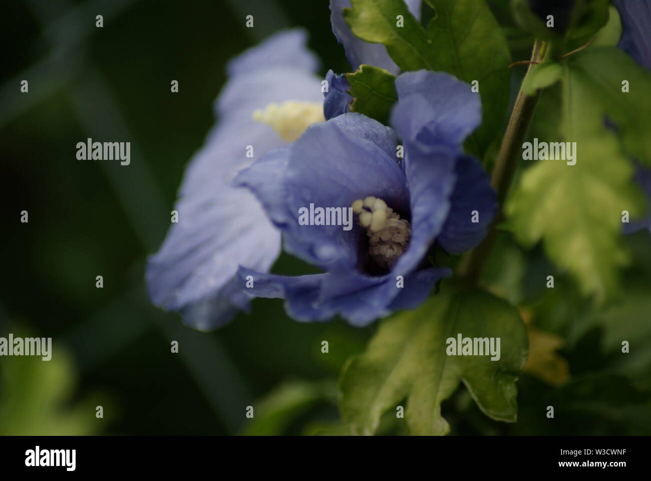 Garden blumen hi-res stock photography and images - Alamy