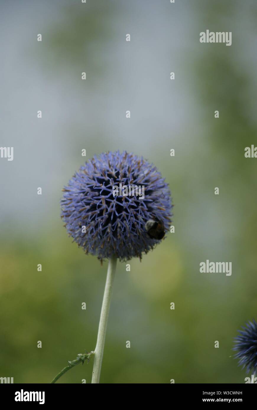 Garden flower summer season in Germany Stock Photo - Alamy