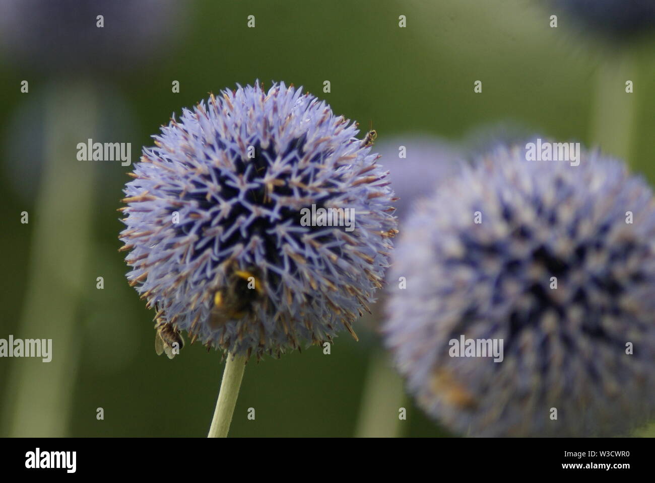Garden flower summer season in Germany Stock Photo - Alamy