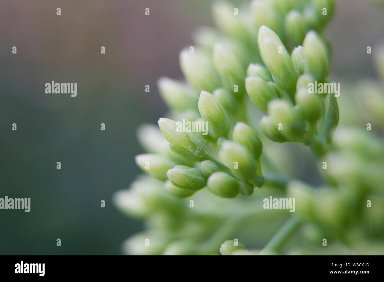 Succulent macro plant with buds ready for bloom Stock Photo - Alamy