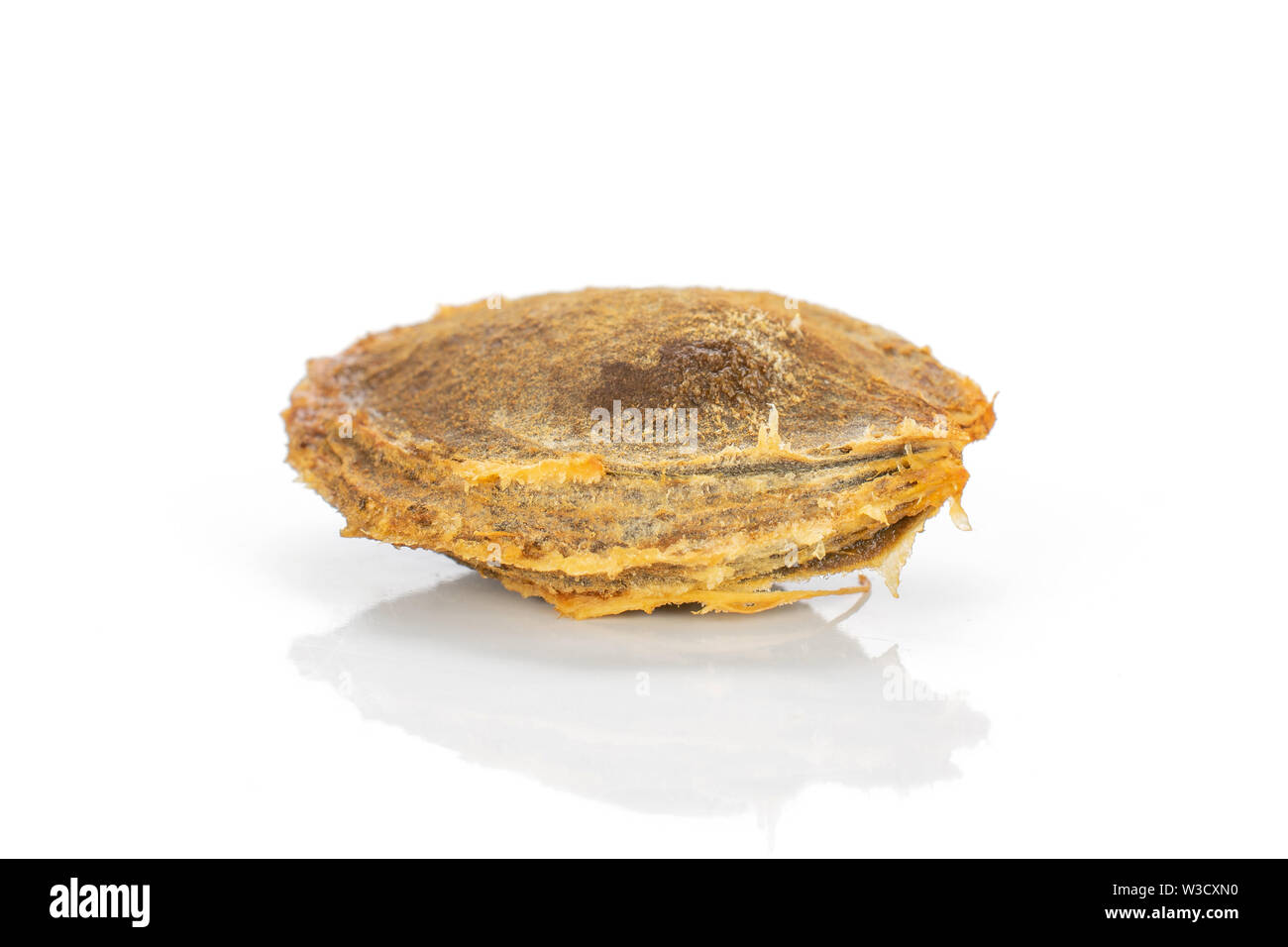 One whole apricot stone isolated on white background Stock Photo - Alamy