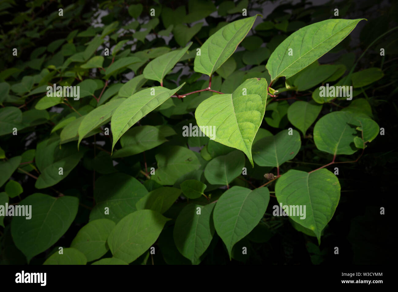 The invasive plant specifies Japanese Knotweed (Reynoutria japonica ...