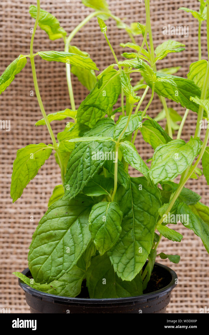 Potted Organic Peppermint Plant with roots in fertilized soil isolated ...