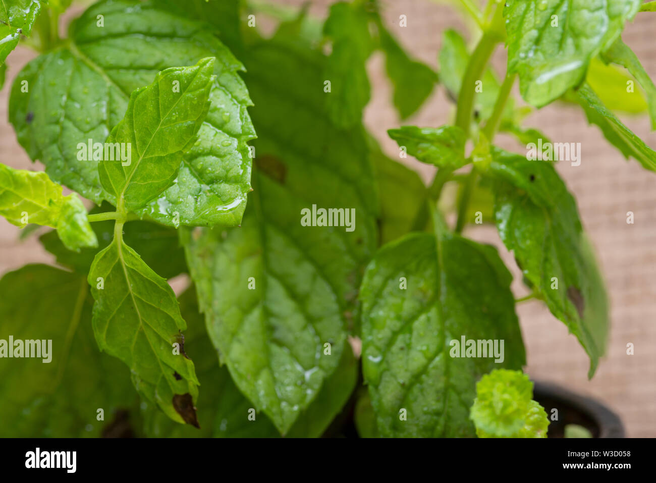 Potted Organic Peppermint Plant with roots in fertilized soil isolated ...