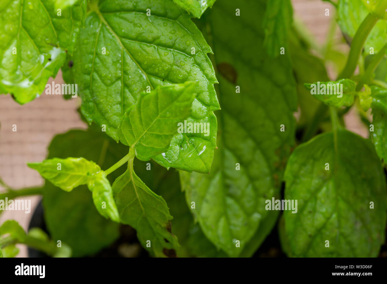 Potted Organic Peppermint Plant with roots in fertilized soil isolated ...