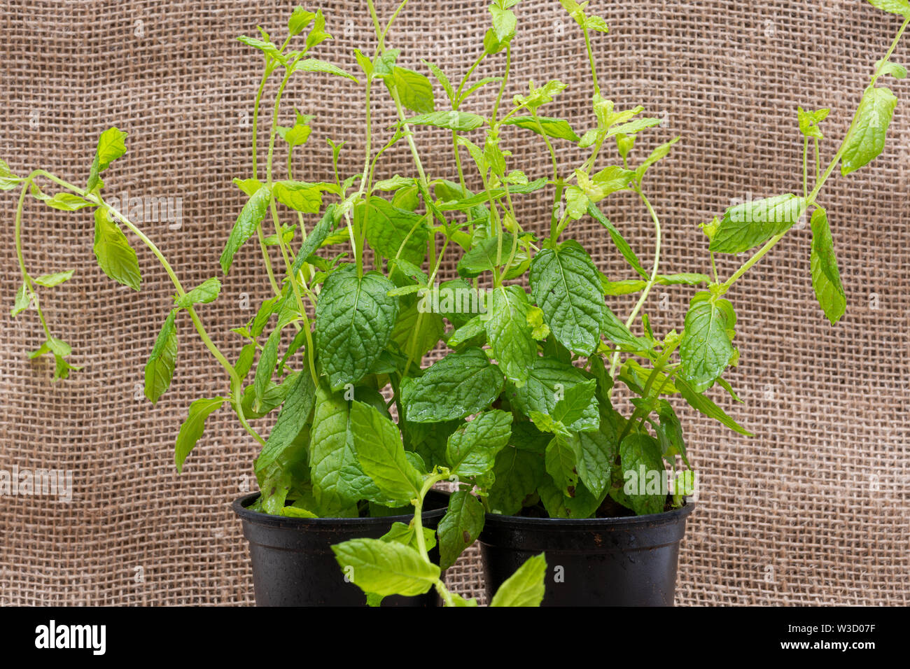 Potted Organic Peppermint Plant with roots in fertilized soil isolated ...