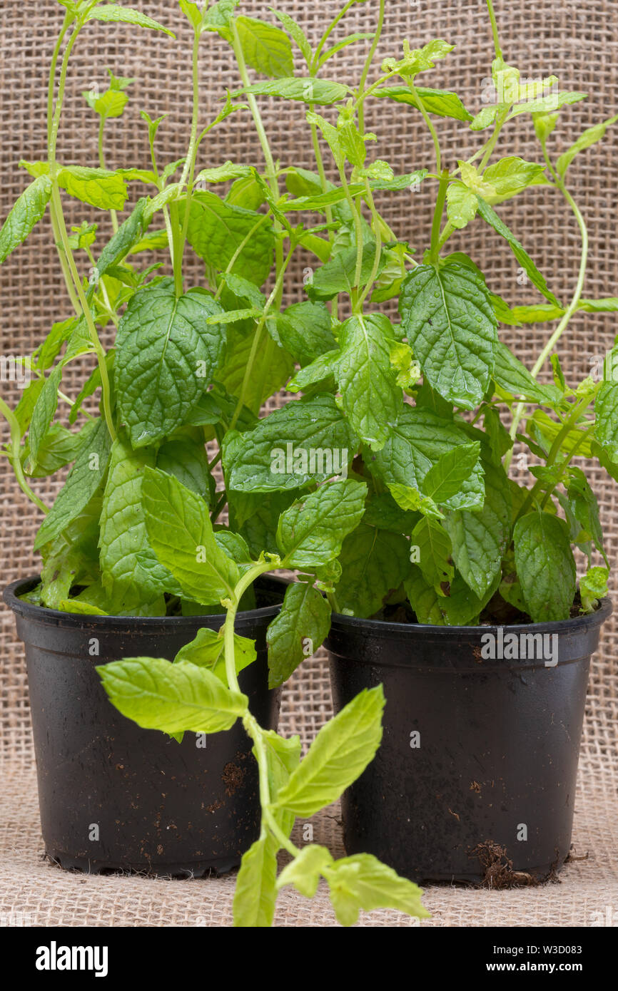 Potted Organic Peppermint Plant with roots in fertilized soil isolated ...