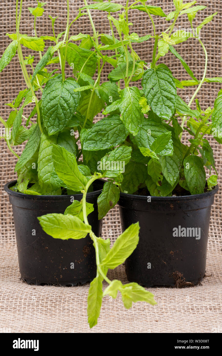Potted Organic Peppermint Plant with roots in fertilized soil isolated ...