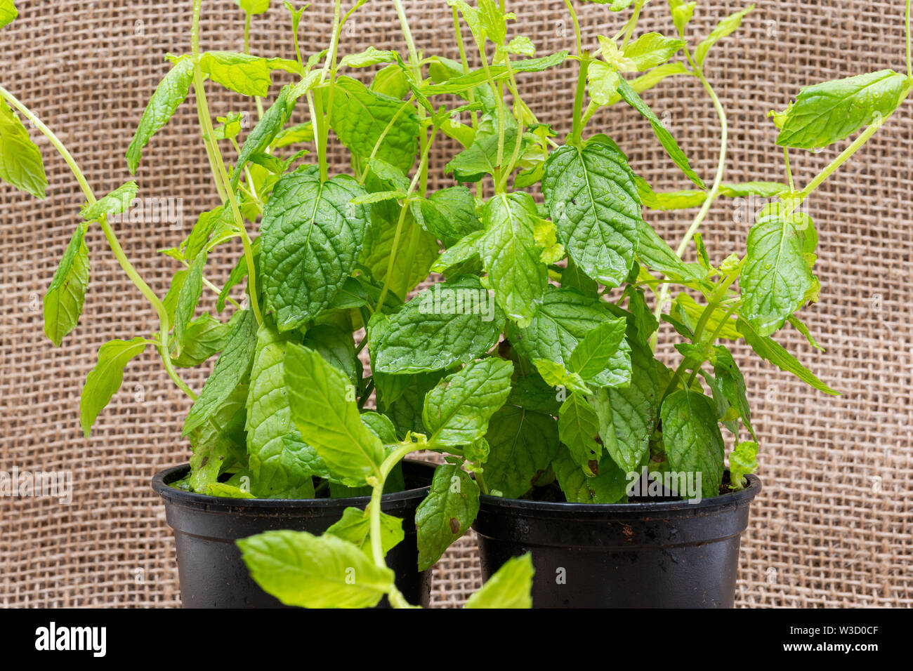 Potted Organic Peppermint Plant with roots in fertilized soil isolated ...