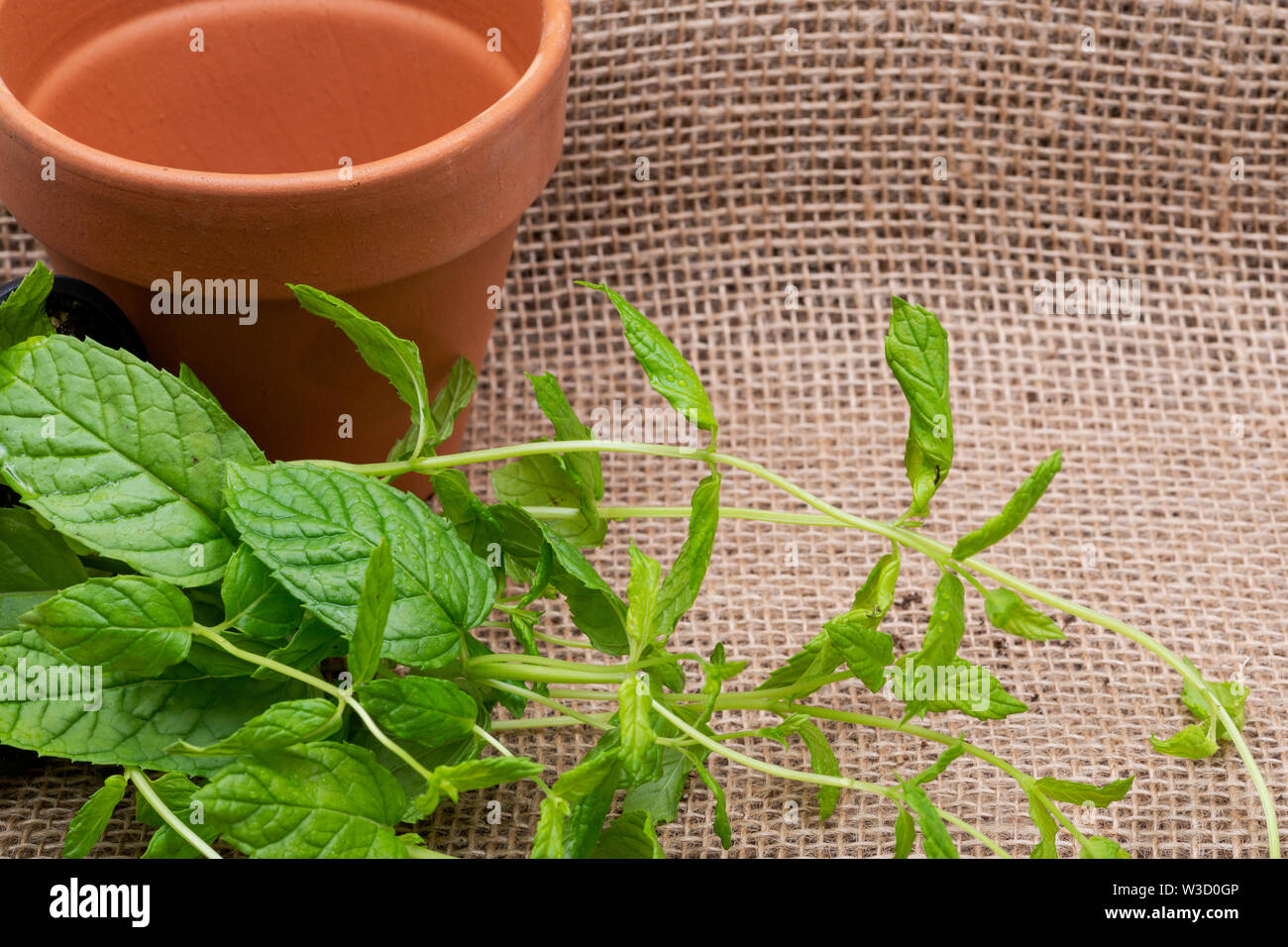 Potted Organic Peppermint Plant with roots in fertilized soil isolated ...