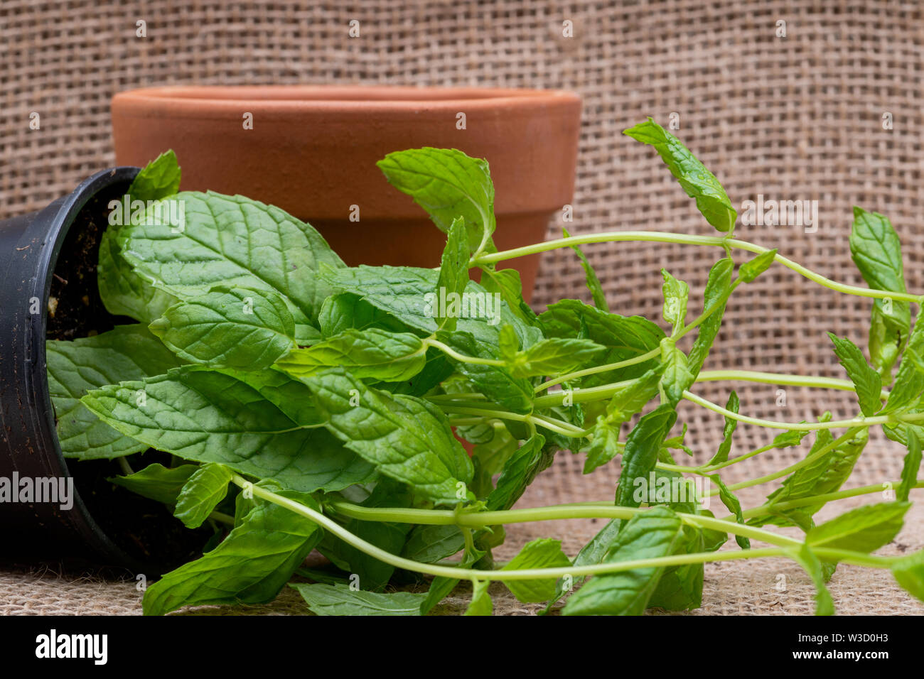 Potted Organic Peppermint Plant with roots in fertilized soil isolated ...