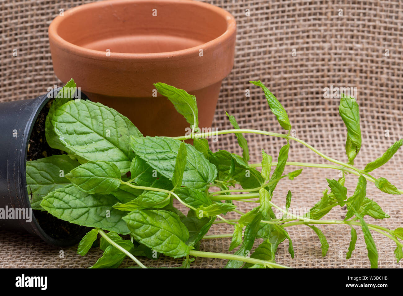 Potted Organic Peppermint Plant with roots in fertilized soil isolated ...