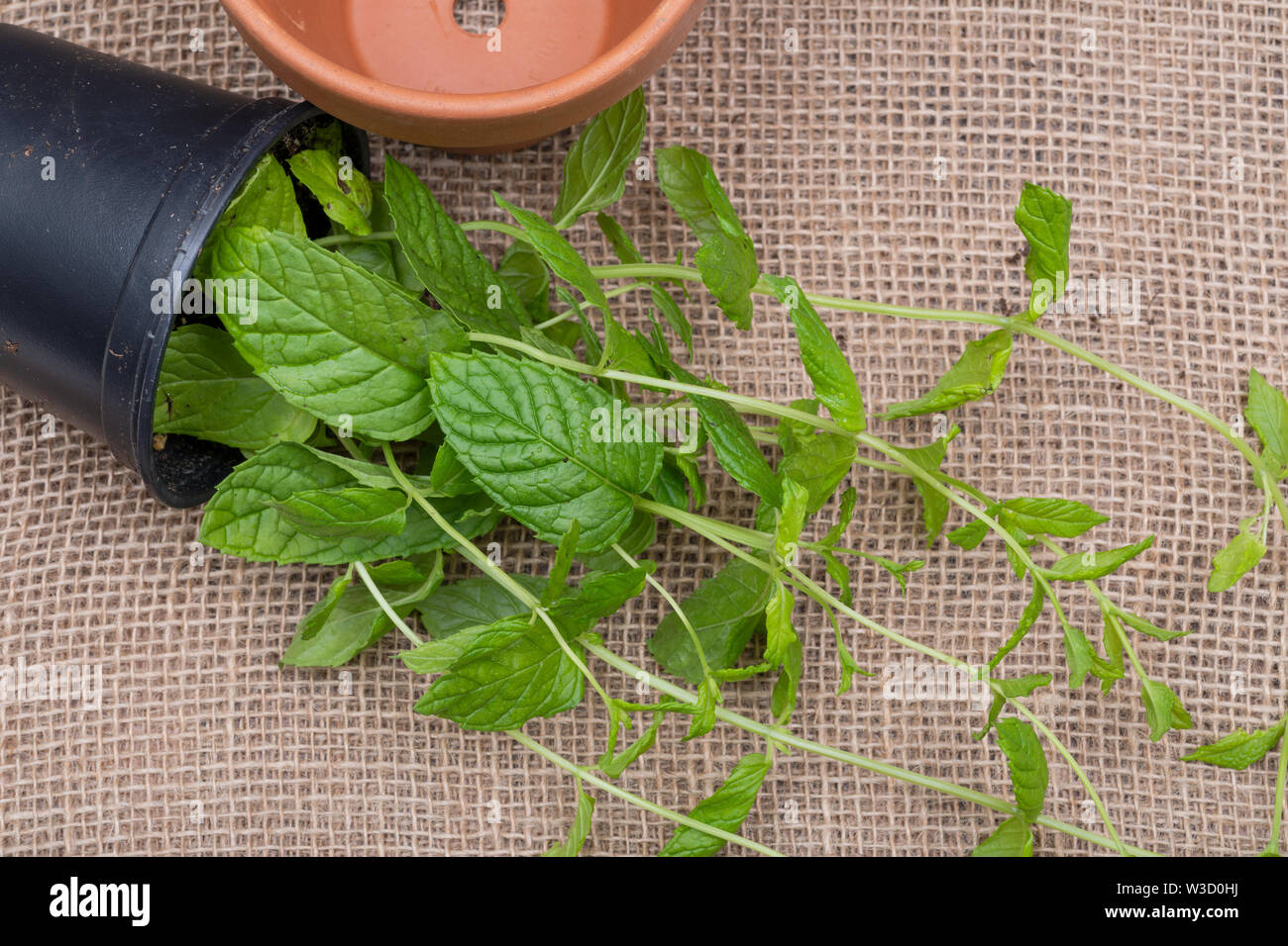 Potted Organic Peppermint Plant with roots in fertilized soil isolated ...