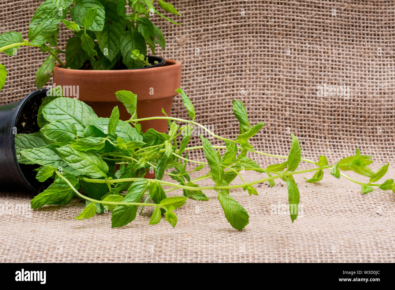 Potted Organic Peppermint Plant with roots in fertilized soil isolated ...