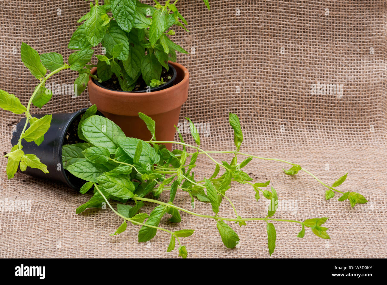 Potted Organic Peppermint Plant with roots in fertilized soil isolated ...