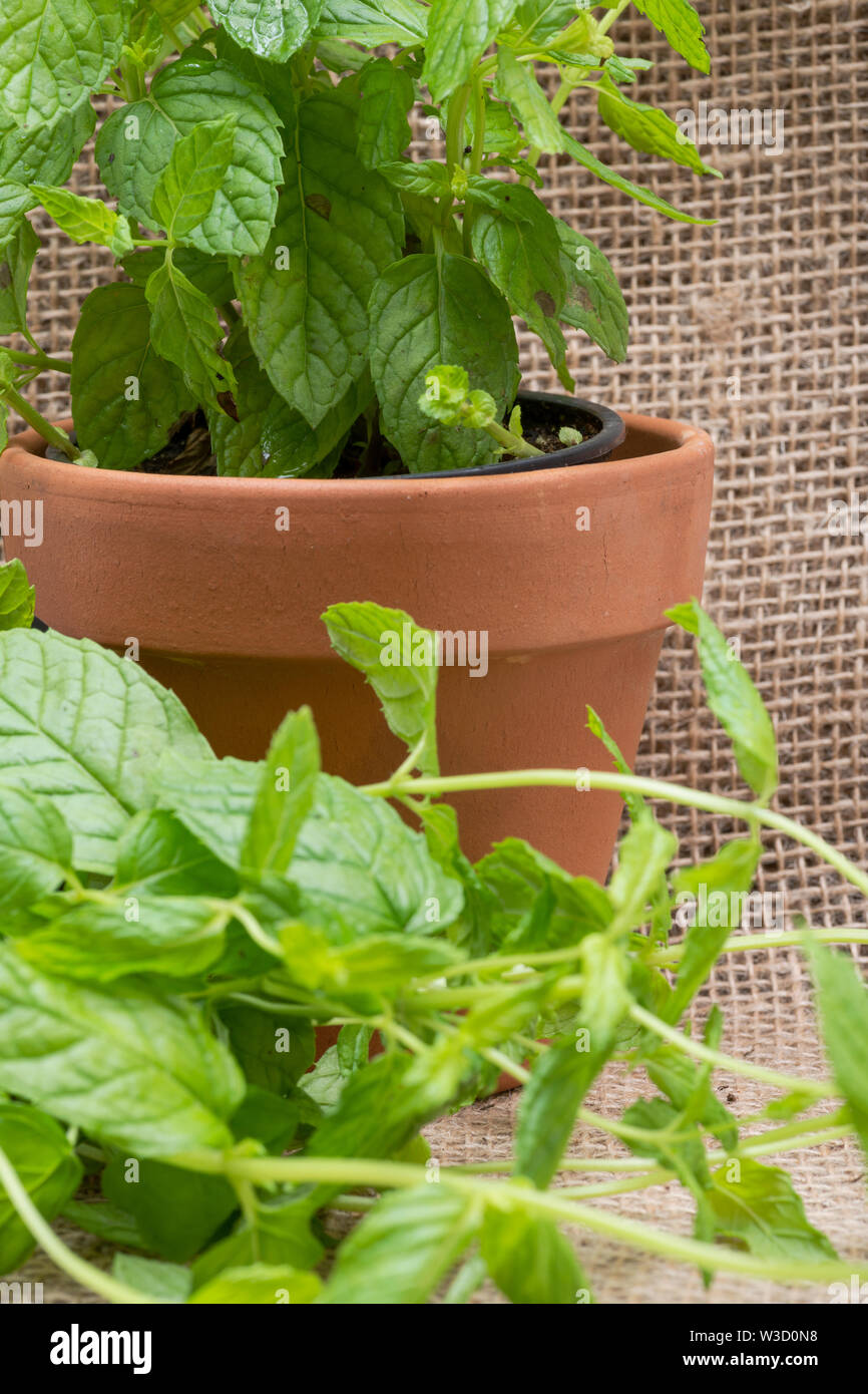 Potted Organic Peppermint Plant with roots in fertilized soil isolated ...