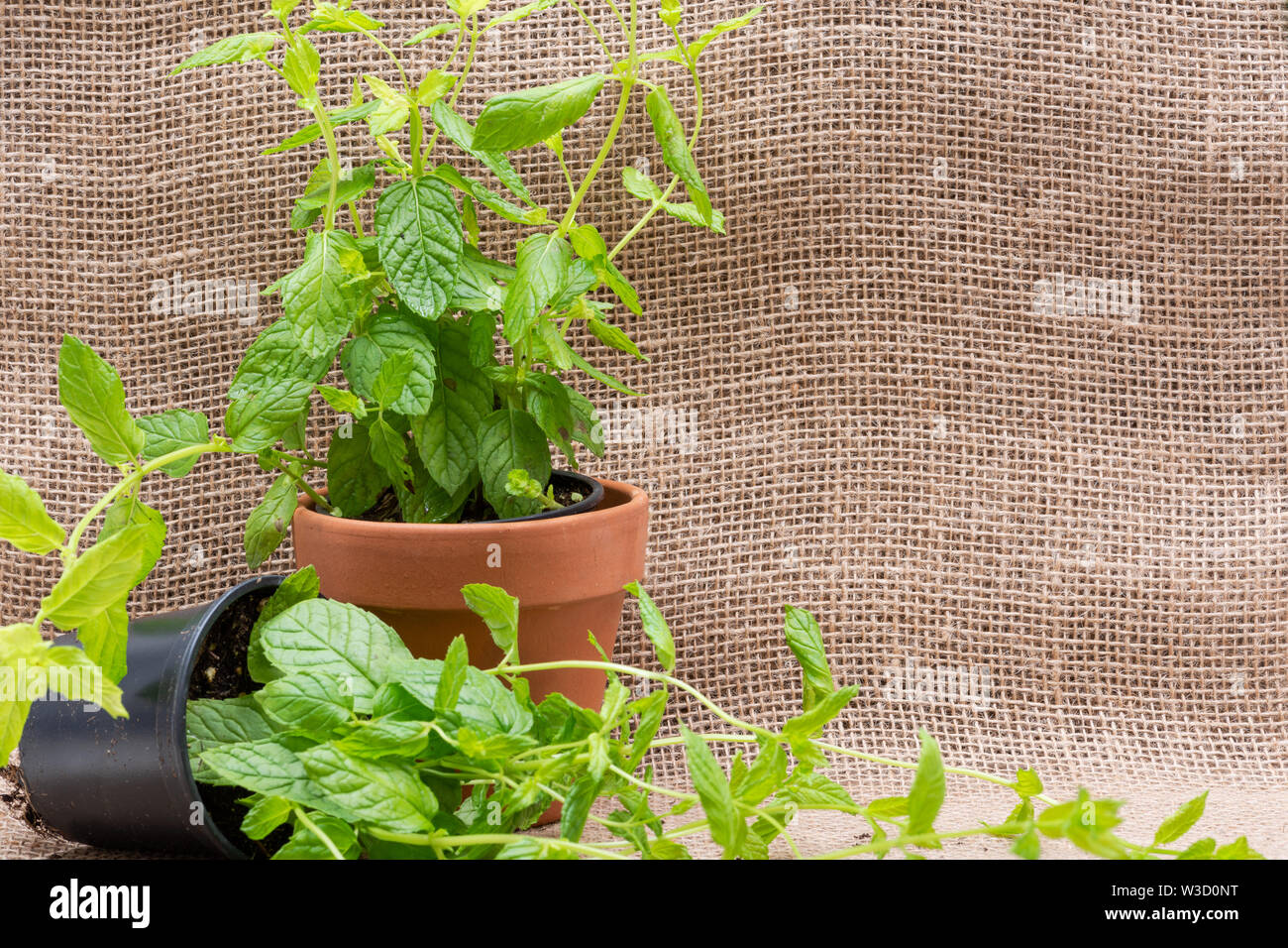 Potted Organic Peppermint Plant with roots in fertilized soil isolated ...
