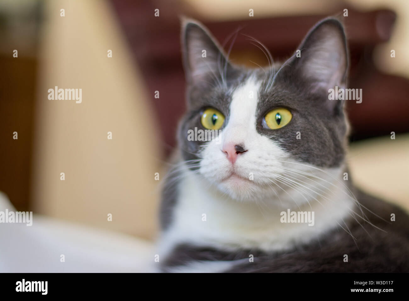 gray and white cat portrait Stock Photo - Alamy