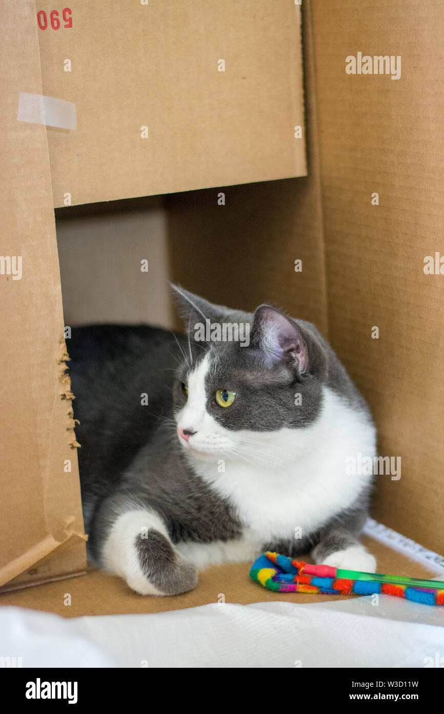 Cat playing with toy hi-res stock photography and images - Alamy