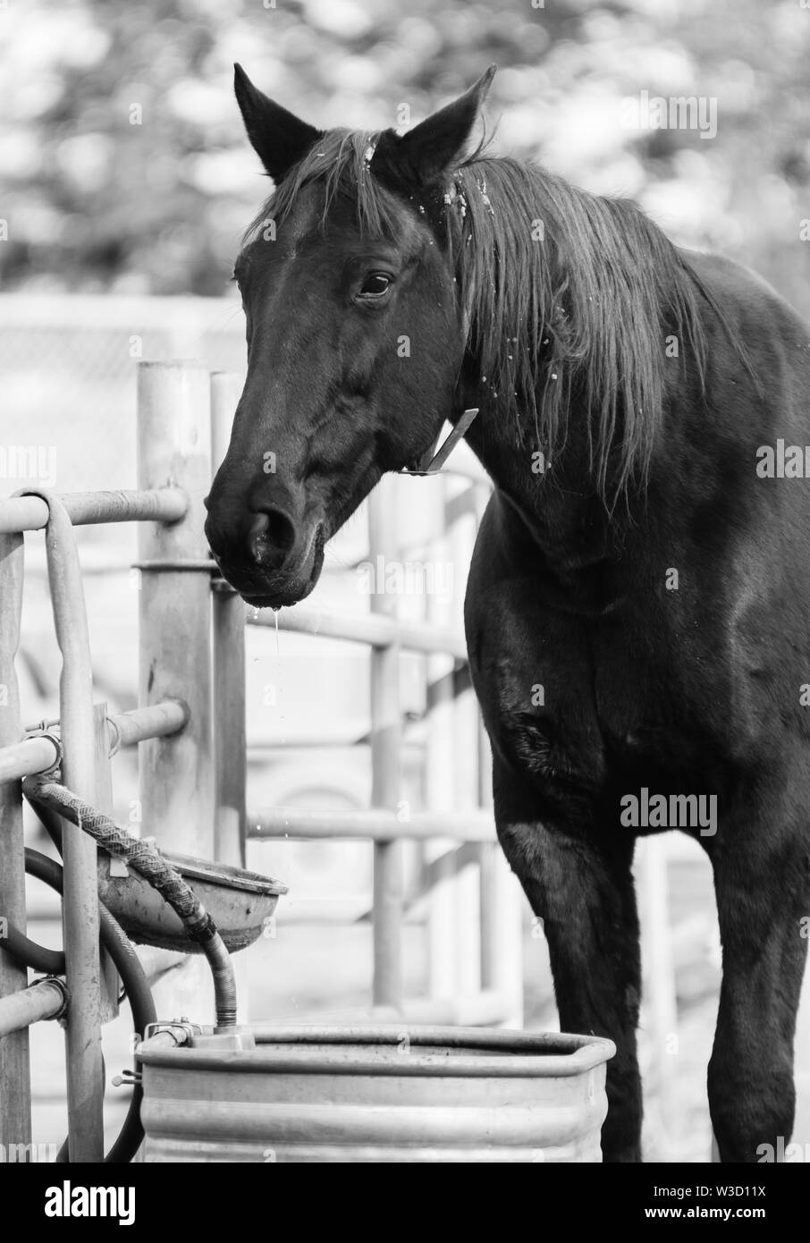 Farm animal drinking water Black and White Stock Photos & Images - Alamy