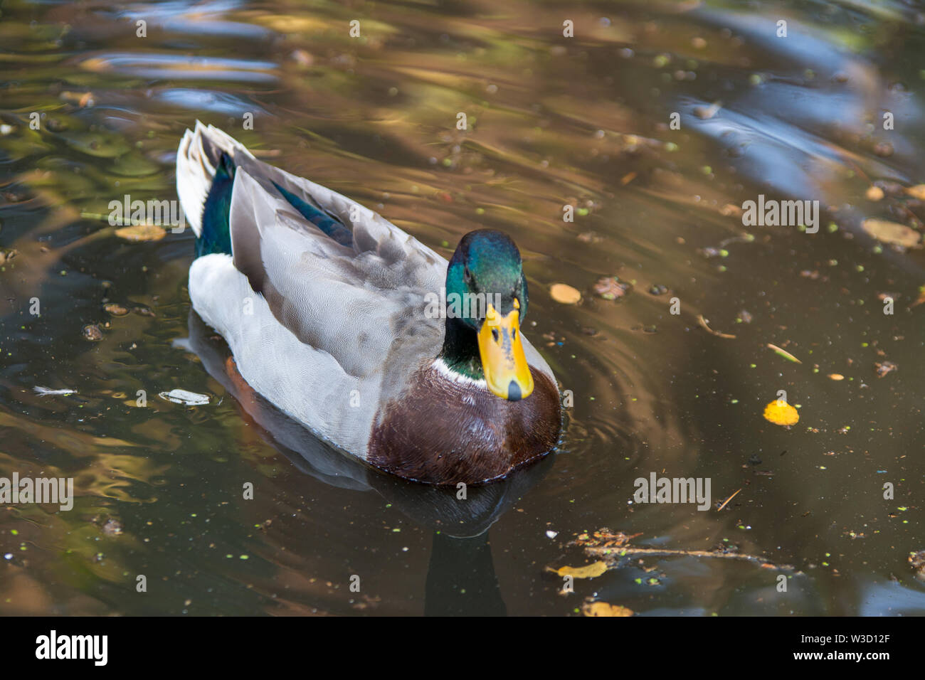 Mallard duck drake male swimming in pond water Stock Photo - Alamy