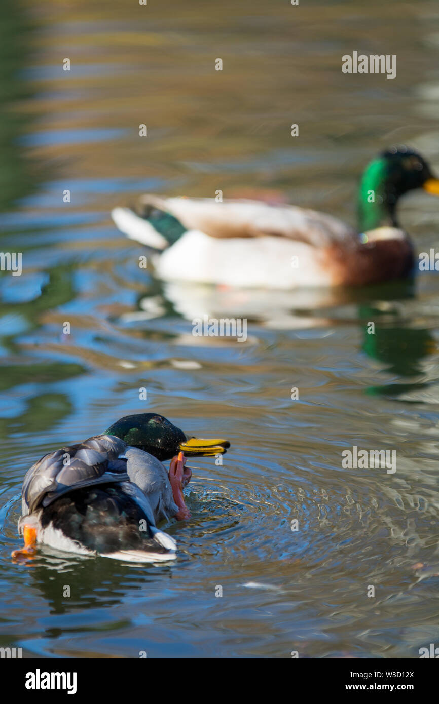 Mallard duck drake male scratching its face Stock Photo - Alamy