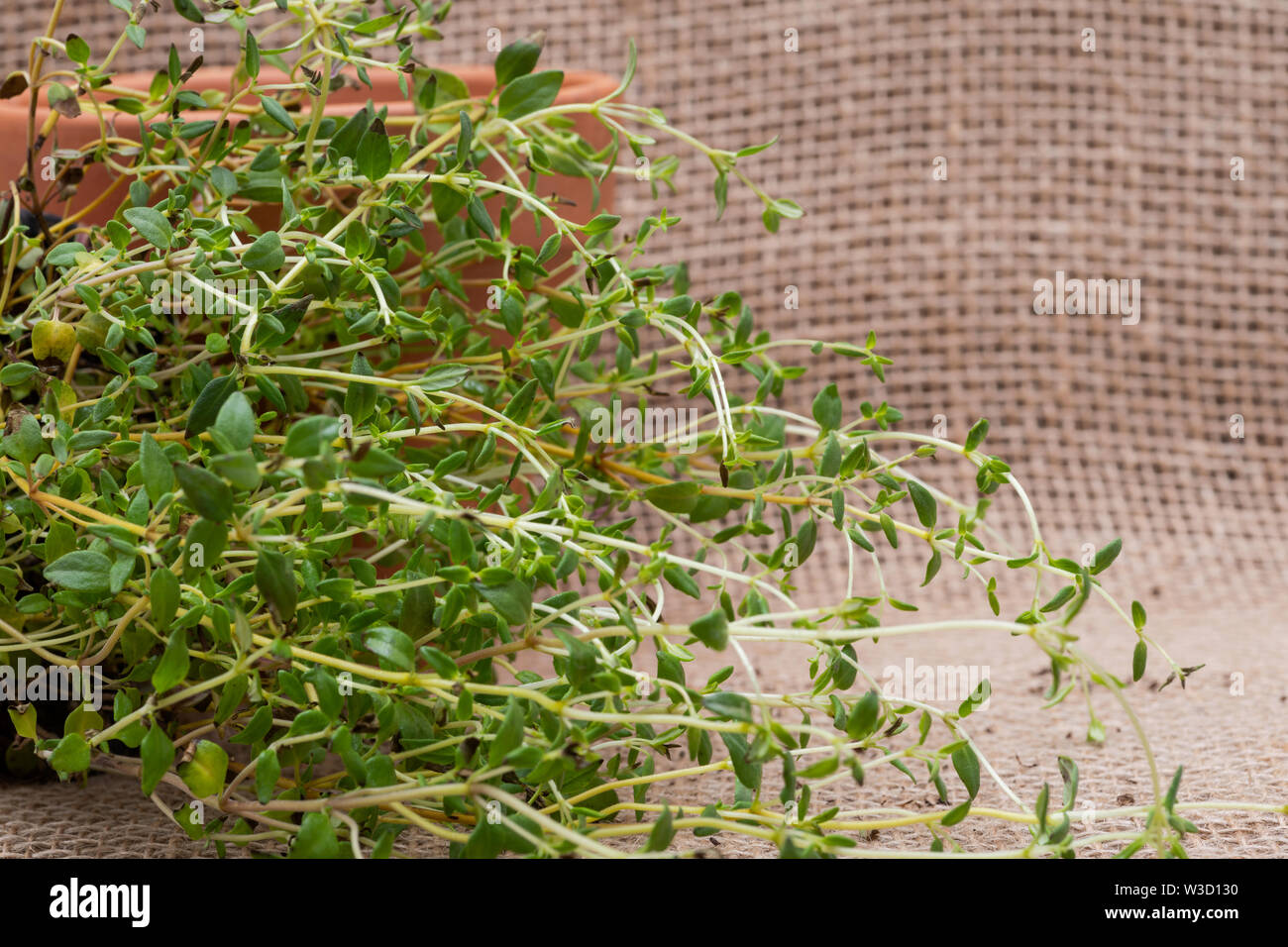 Potted Organic Thyme Plant with roots in fertilized soil isolated on ...