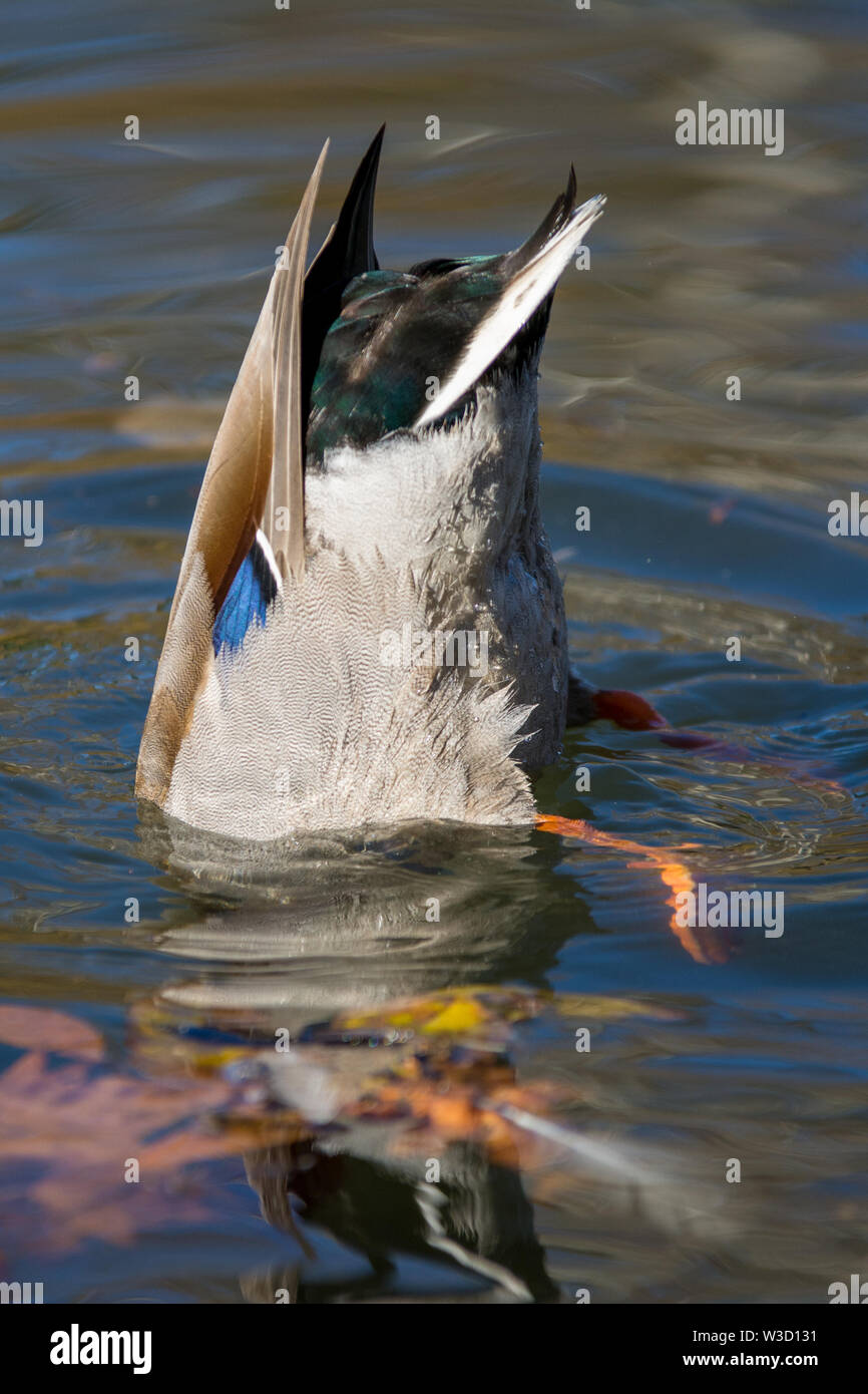 Bobbing duck hi-res stock photography and images - Alamy