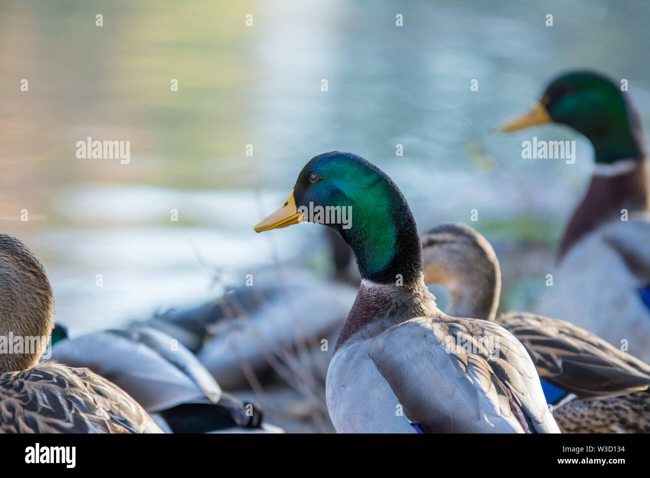 Large group of mallard ducks hi-res stock photography and images - Alamy