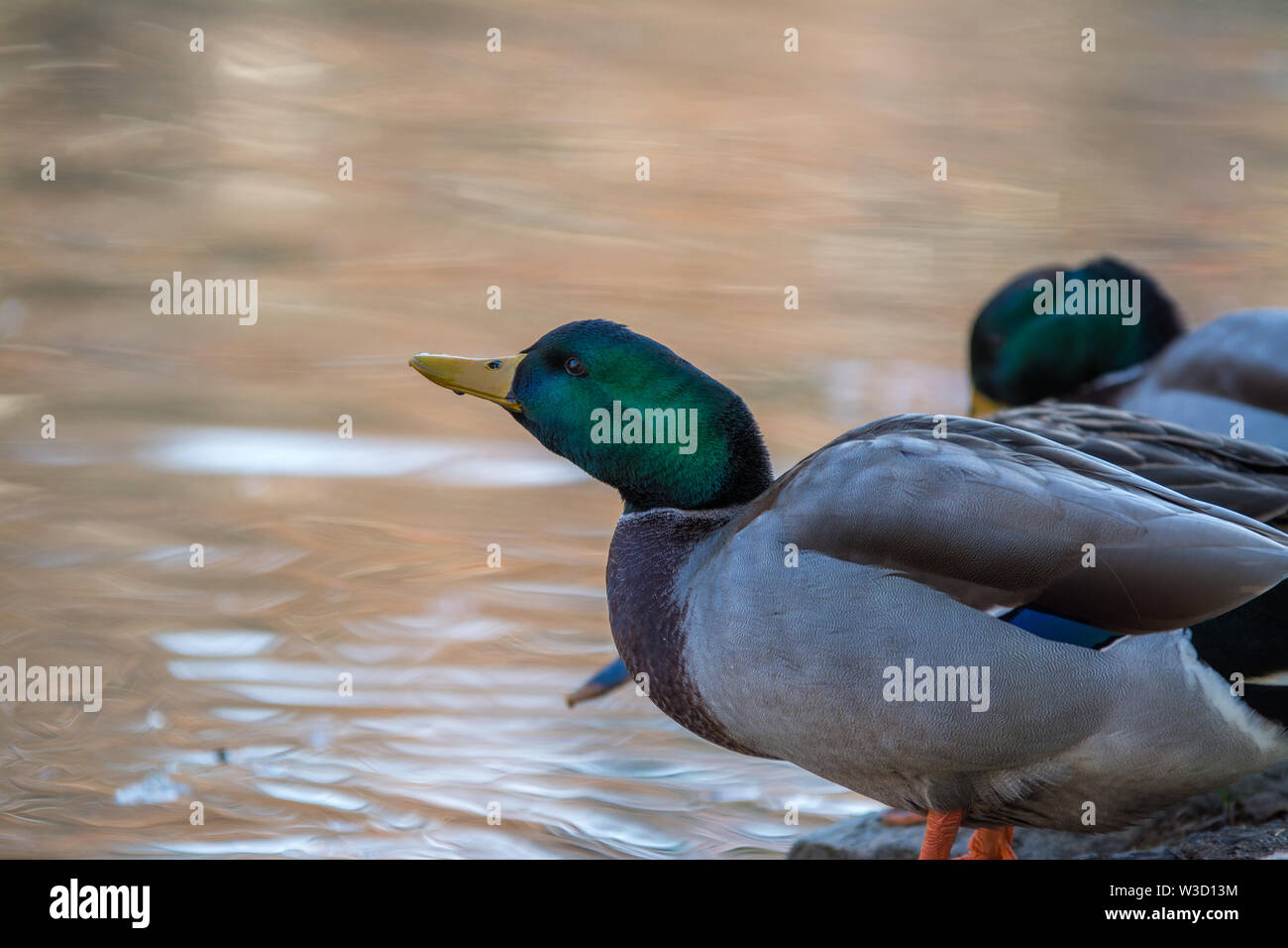 mallard duck male drake drinking water from pond Stock Photo - Alamy
