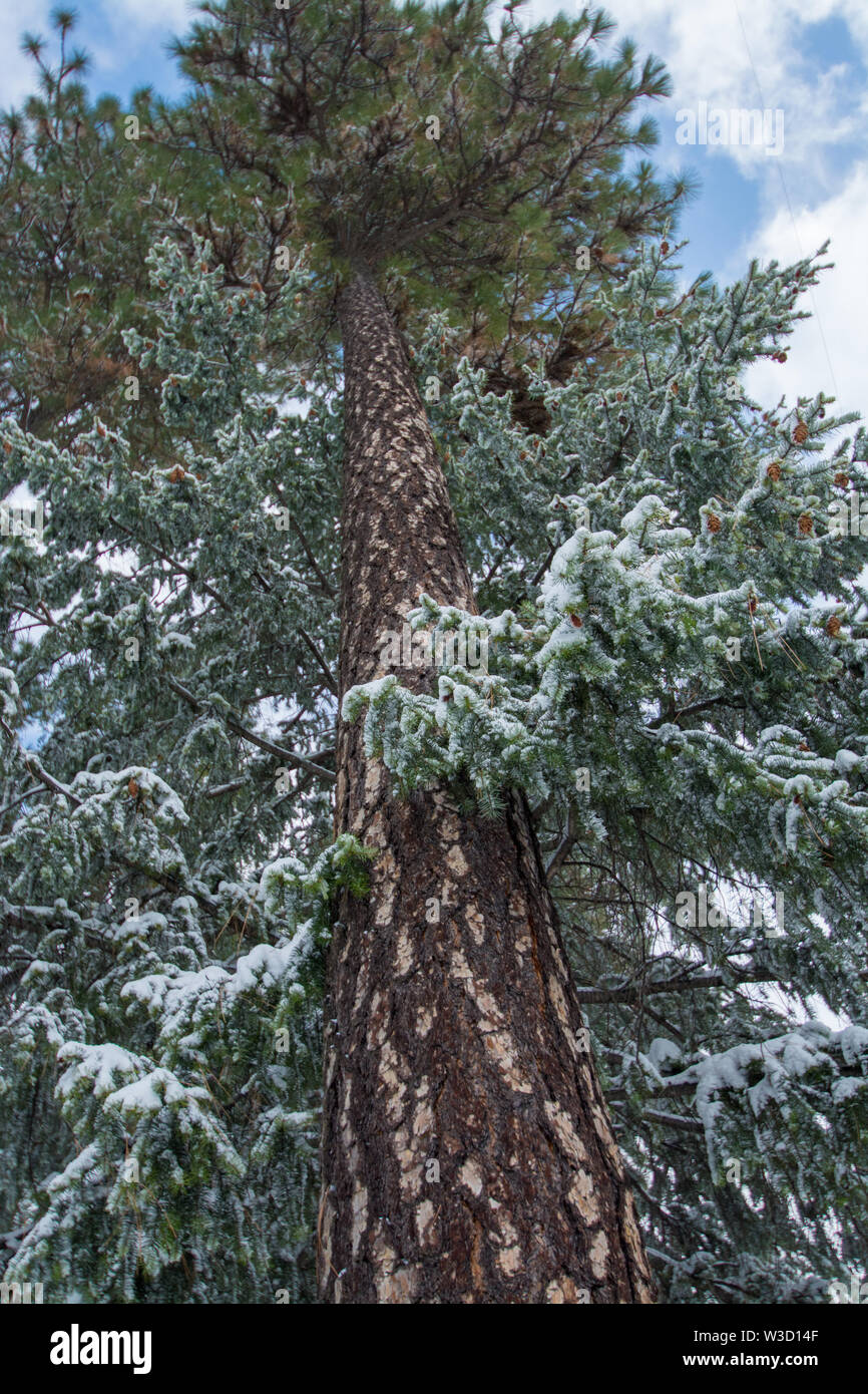 Massive redwood tree covered in snow Stock Photo - Alamy