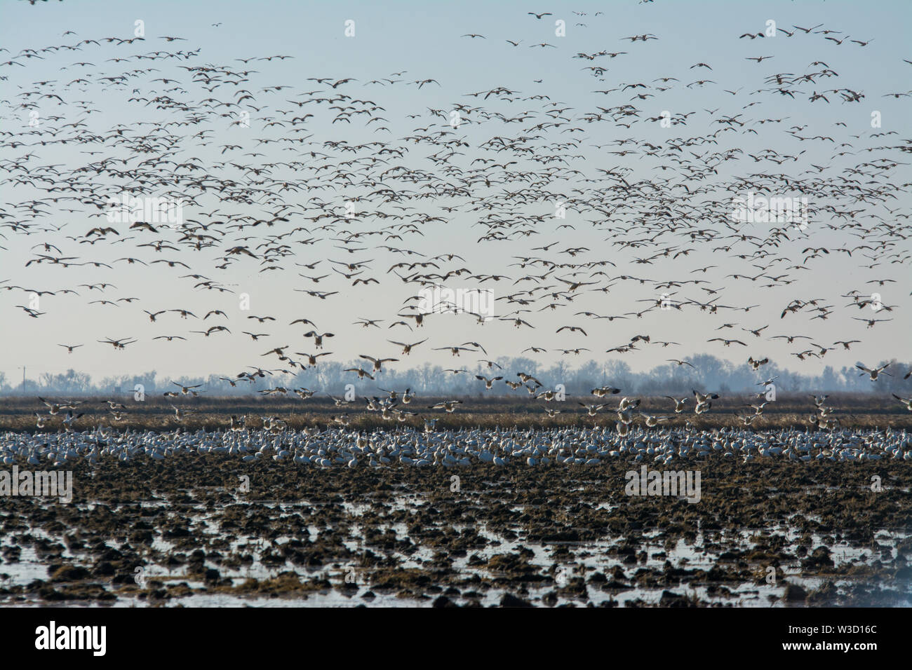 Massive flock of snow geese flying over flooded field Stock Photo - Alamy