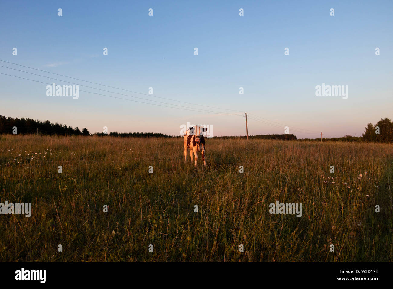 A calf standing in a field in Russia during the golden hour Stock Photo ...