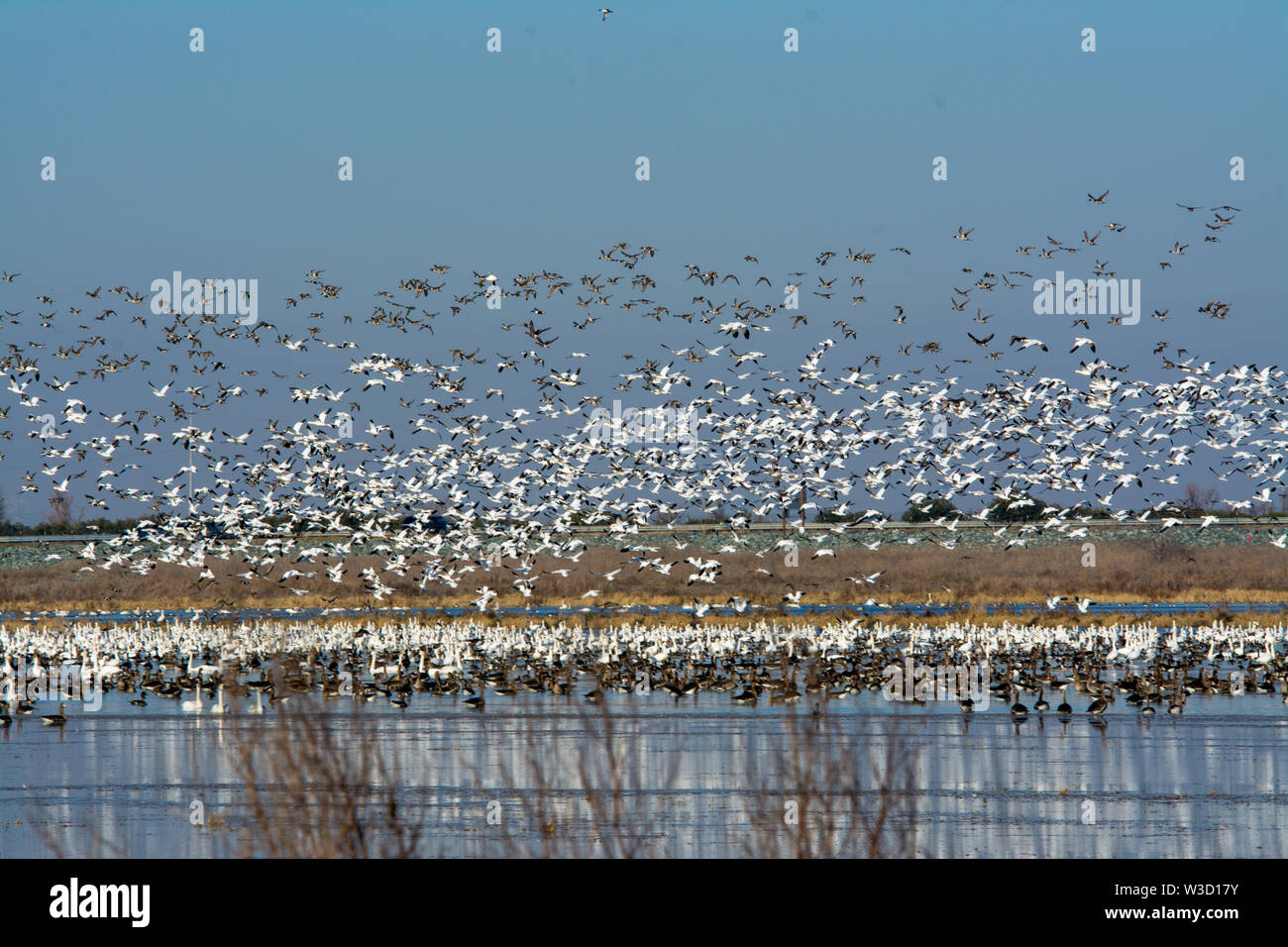 Massive flock of snow geese flying over flooded field Stock Photo - Alamy