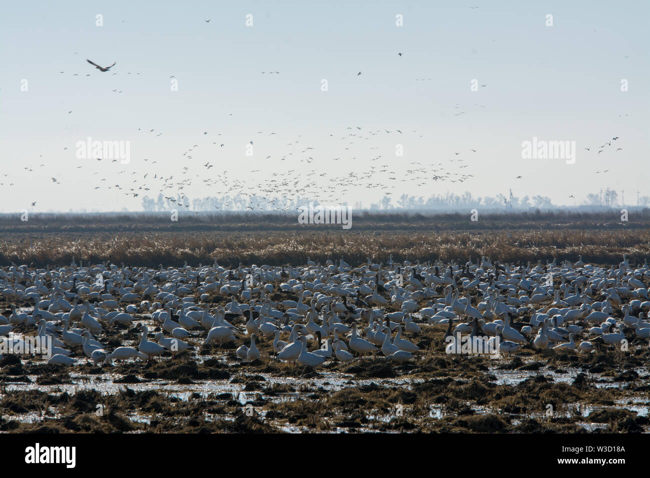 Massive flock of snow geese flying over flooded field Stock Photo - Alamy