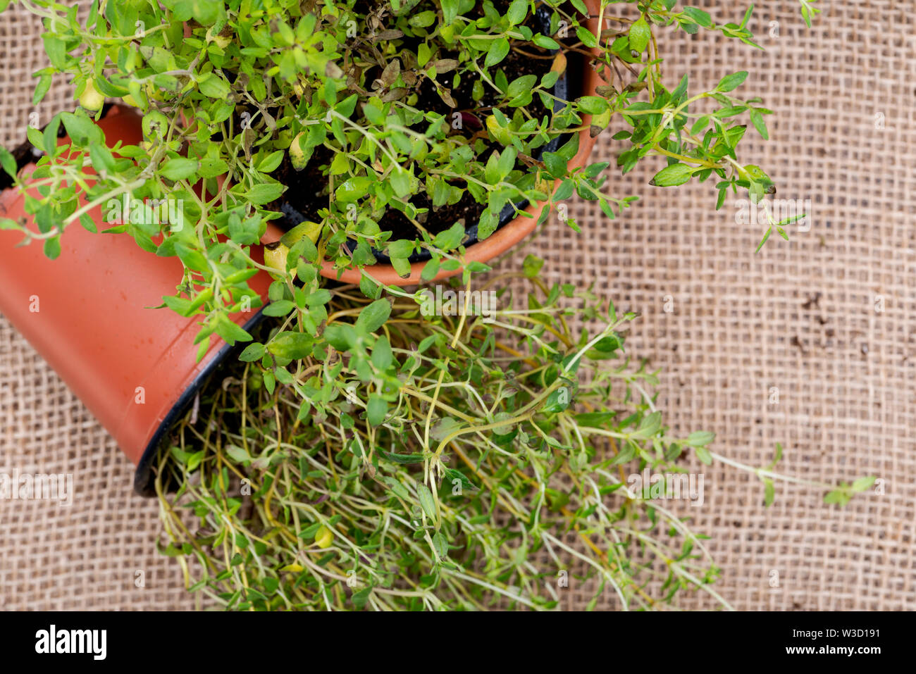 Potted Organic Thyme Plant with roots in fertilized soil isolated on ...