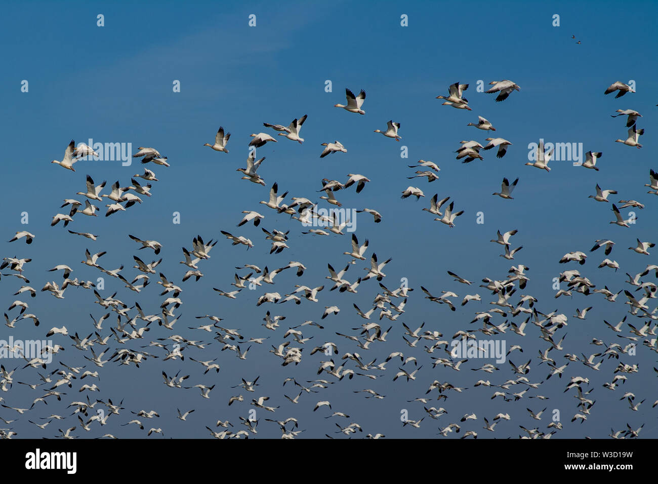 Massive flock of migrating snow geese flying Stock Photo - Alamy