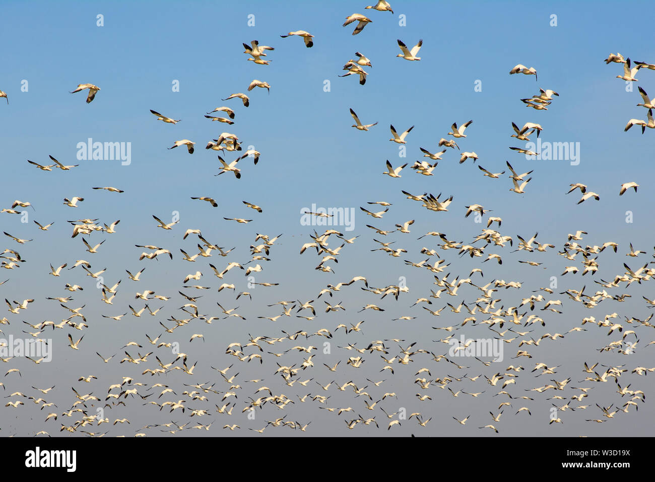 Massive flock of migrating snow geese flying Stock Photo - Alamy