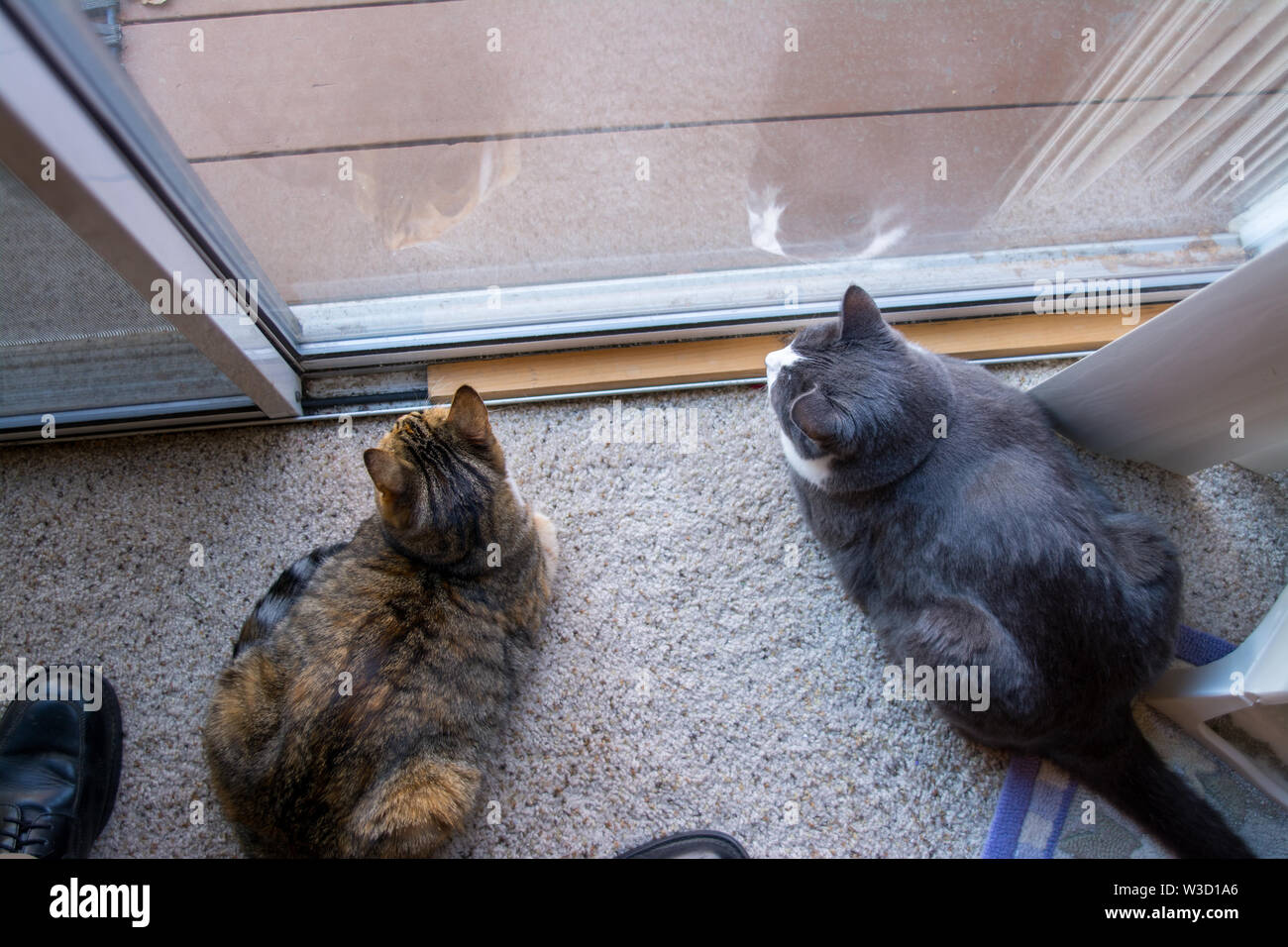 two cat friends looking out of window Stock Photo - Alamy