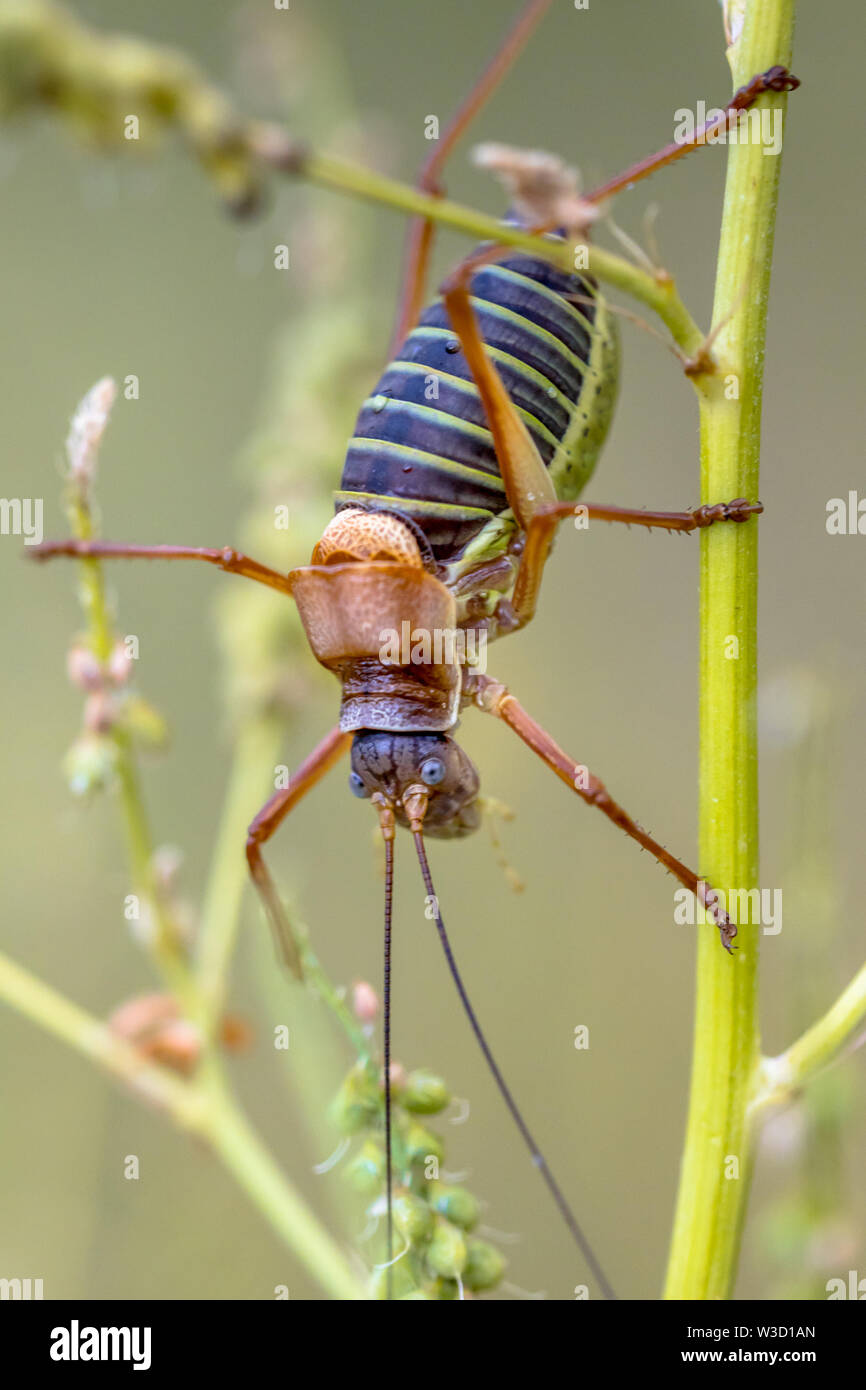 Ecological Pest Management High Resolution Stock Photography and Images ...