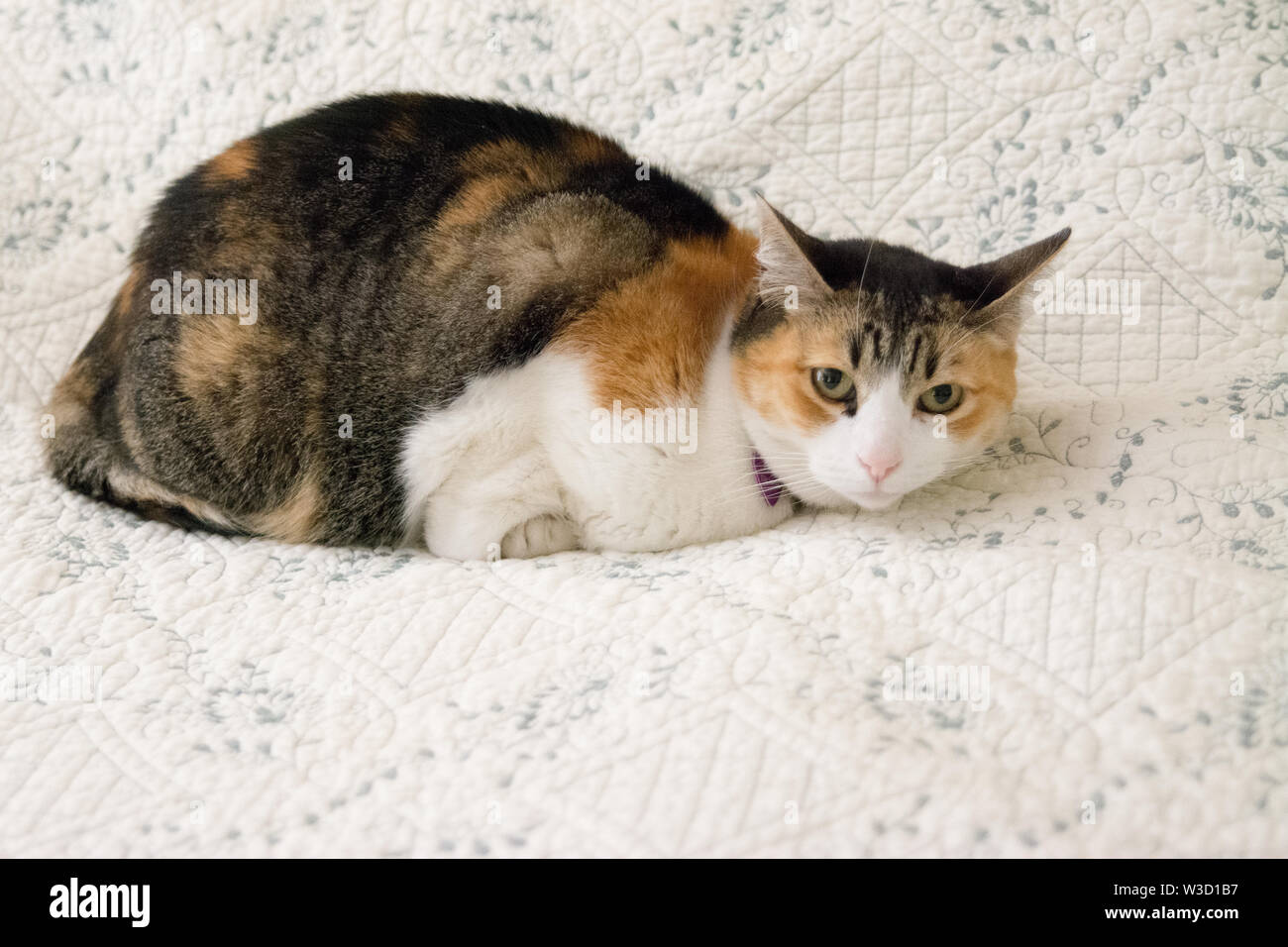 Curled up cats hi-res stock photography and images - Alamy