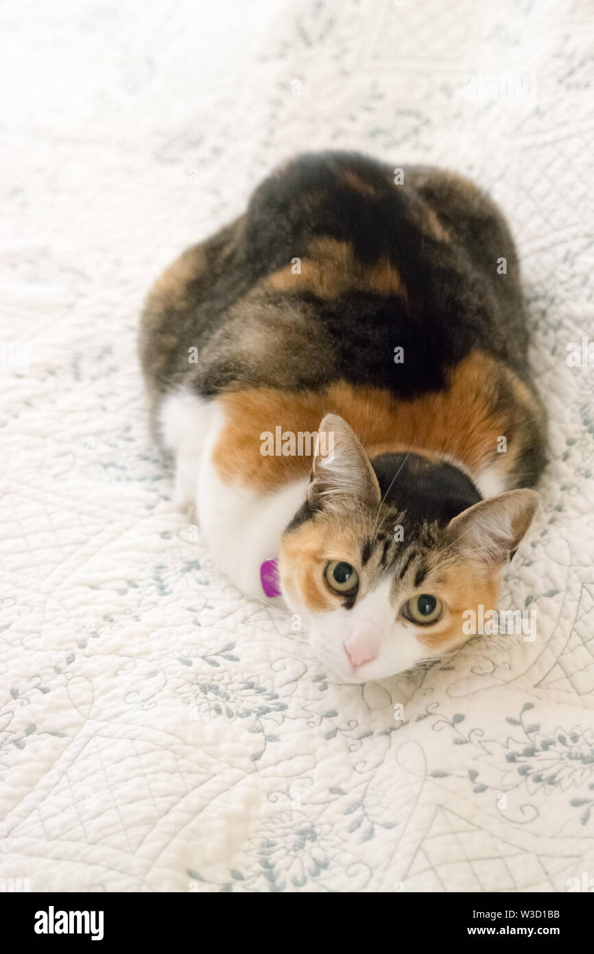 Curled shell hi-res stock photography and images - Alamy