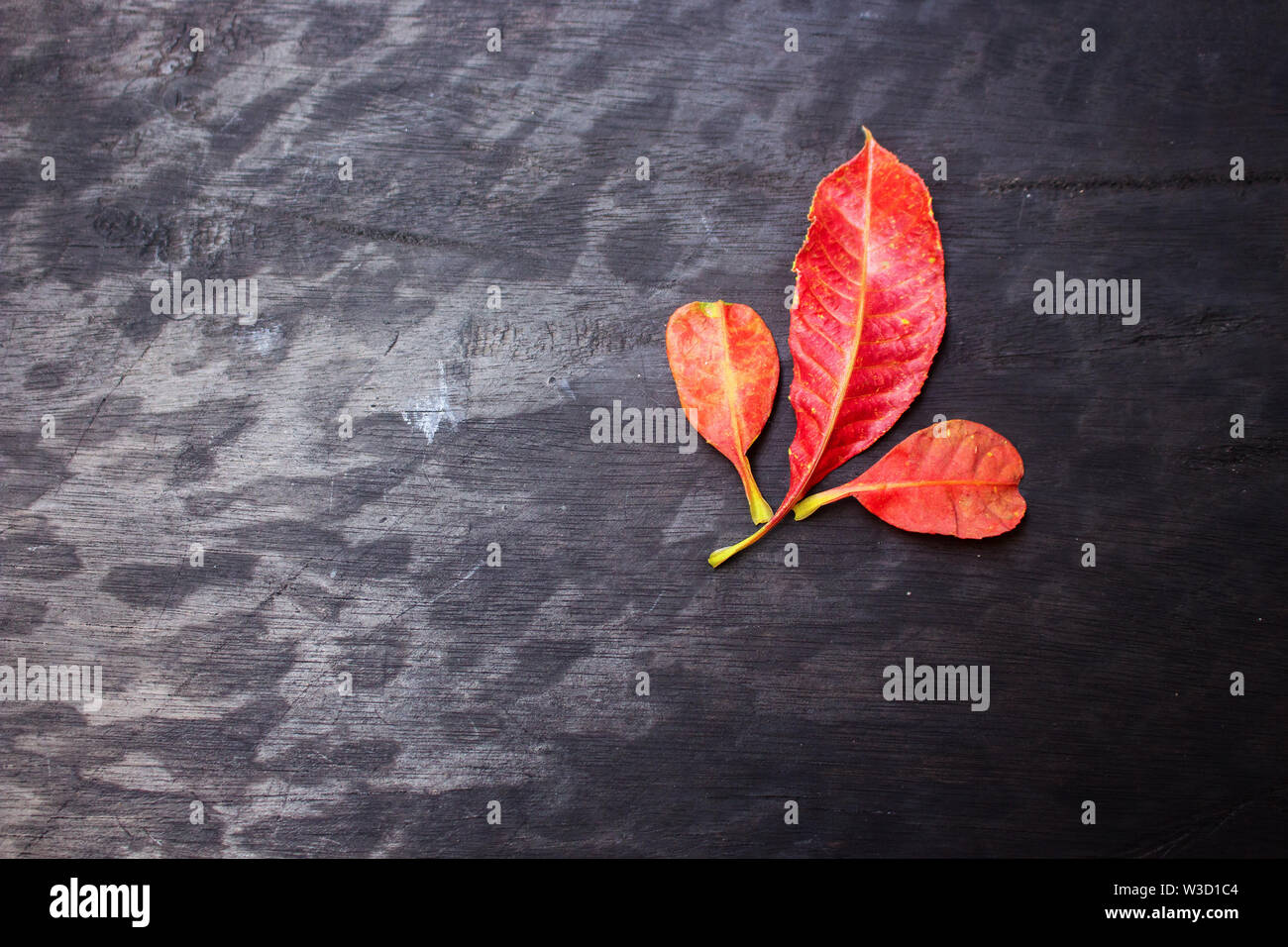 Big and Small Autumn Leaves on Top Right Corner Stock Photo - Alamy