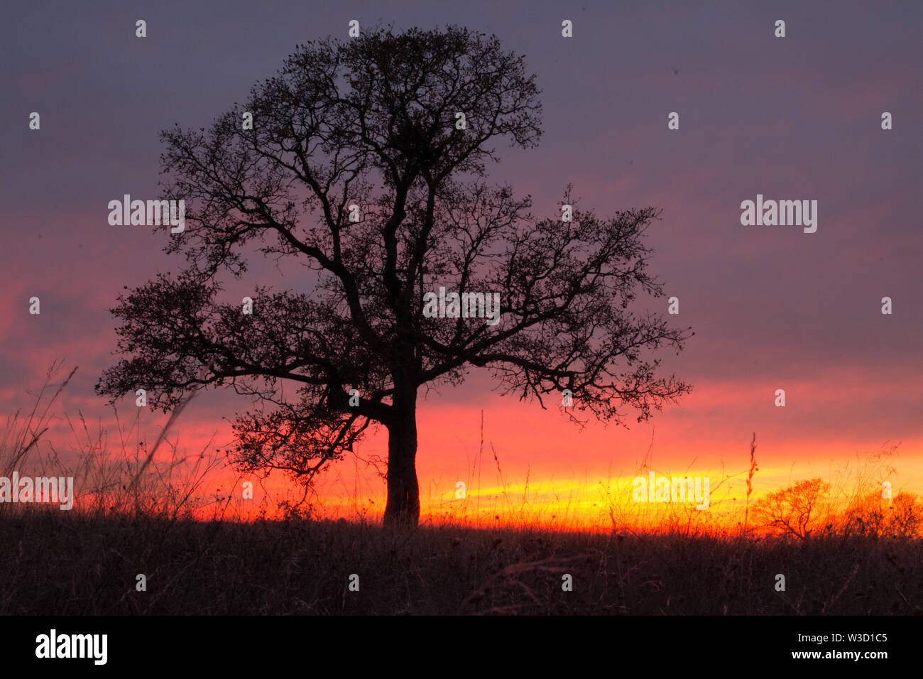 sunset behind beautiful oak tree Stock Photo - Alamy