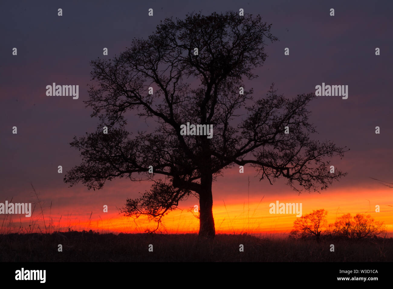 sunset behind beautiful oak tree Stock Photo - Alamy