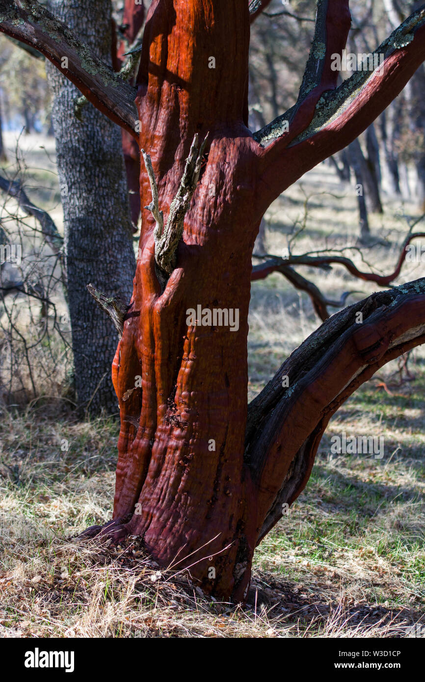Manzanita tree hi-res stock photography and images - Alamy