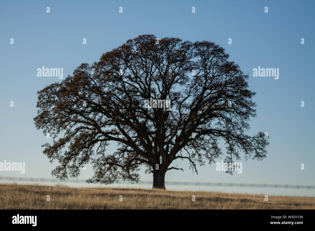 large beautiful oak tree in grass meadow Stock Photo - Alamy