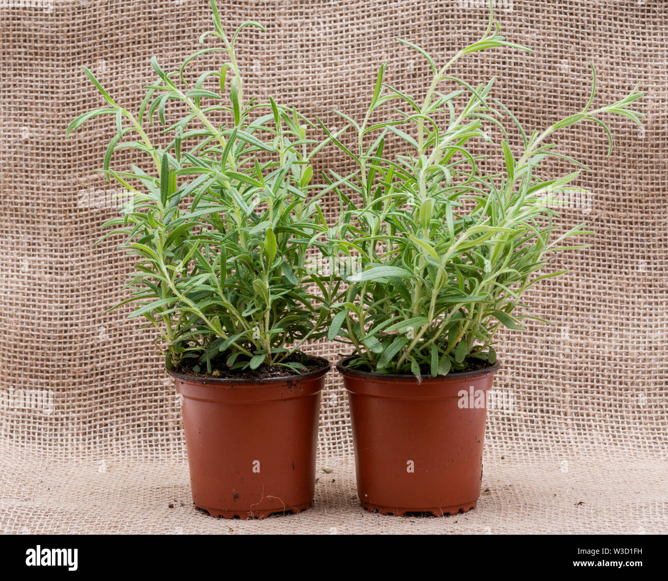 Potted Organic Rosemary Plant with roots in fertilized soil isolated on ...